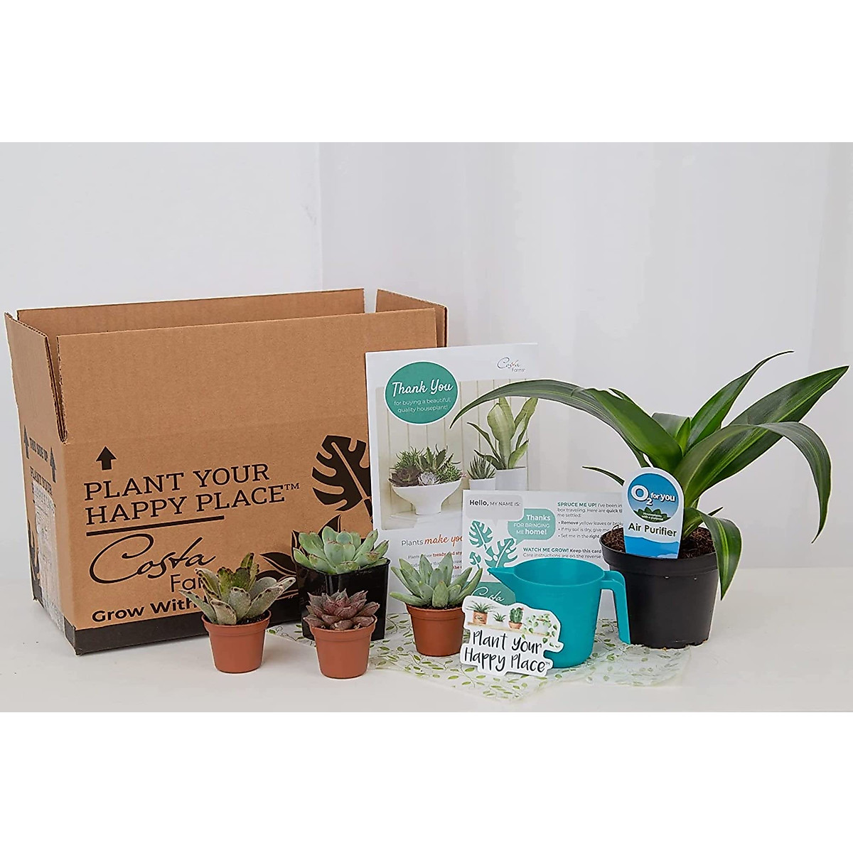 Costa Farms Clean Air Houseplants, O2 for You Live Indoor Plant and Succulent-Cactus Mix Subscription Box, Small