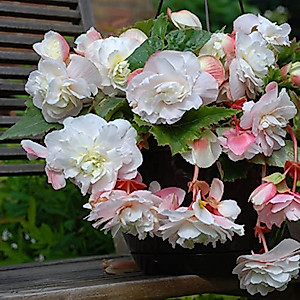 Begonia Tubers - Angelique - 9 Tubers - Pink Flower Bulbs, Tuber Attracts Pollinators, Easy to Grow & Maintain, Fast Growing, Fragrant, Container Garden