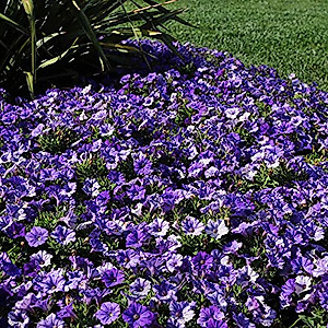 Outsidepride Shock Wave Spreading Denim Spreading Garden Flowers for Hanging Baskets, Pots, Containers, Beds - 30 Seeds
