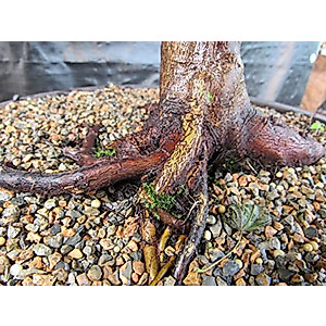 51 Year Old Rhode Island Red Japanese Maple Bonsai Tree