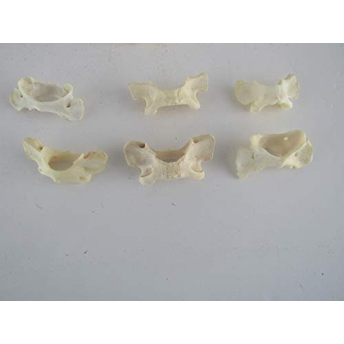 5 Raccoon VERTEBRA ATLAS BUTTERFLY BONE TAXIDERMY CRAFTS TEETH ANIMAL BONES COYOTE