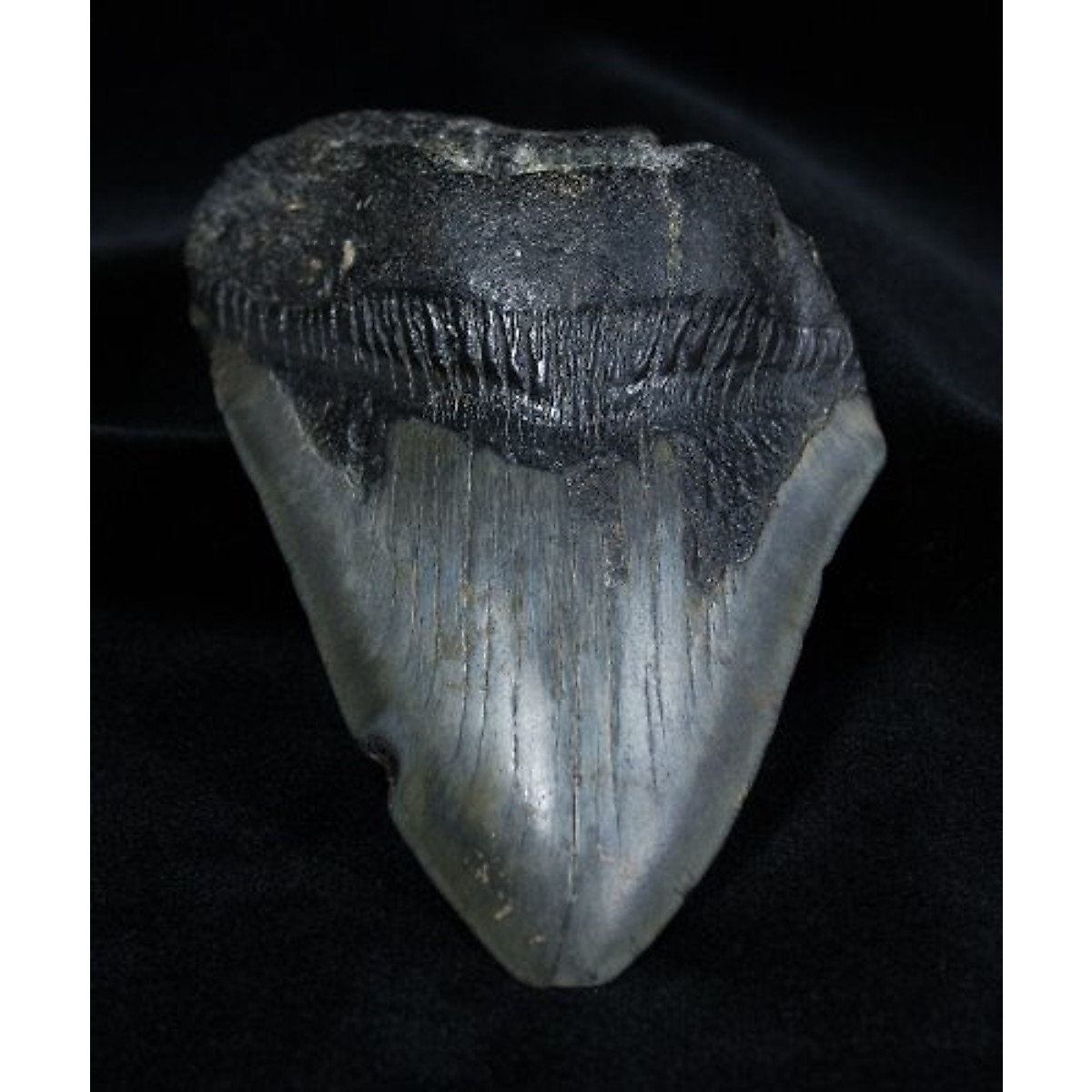Fossil Megalodon Tooth (4.01 Inches Long)