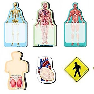 Fun Anatomy Sticky Notes Collection, 6 Pack-100 Sheets Per Pack, Medical Note Pads and Great Gifts.