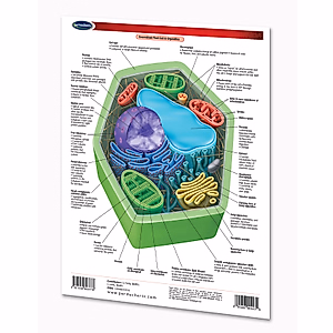 Cellular Anatomy Quick Reference Guide - Permacharts