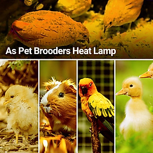 REPTI ZOO 50W Reptile Heat Lamp Bulb,2 Pack Intense Spot Basking Light,UVA Daylight Heating Lamp Bulb for Reptile & Amphibians & Chicken Brooder,Bearded Dragon, Lizard, Tortoise