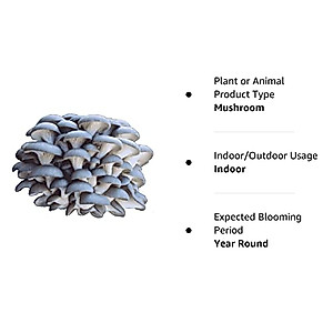 Organic Blue Oyster Mushroom Growing Kit