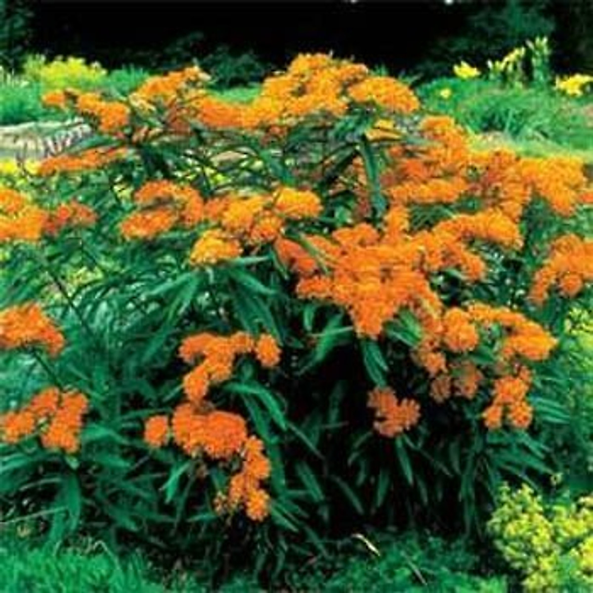 Outsidepride Butterfly Milkweed Asclepias Tuberosa Garden Plant Flower Seed - 500 Seeds