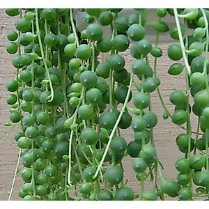 Hirt's Gardens String of Pearls - 6" Hanging Basket - Senecio - Easy to Grow