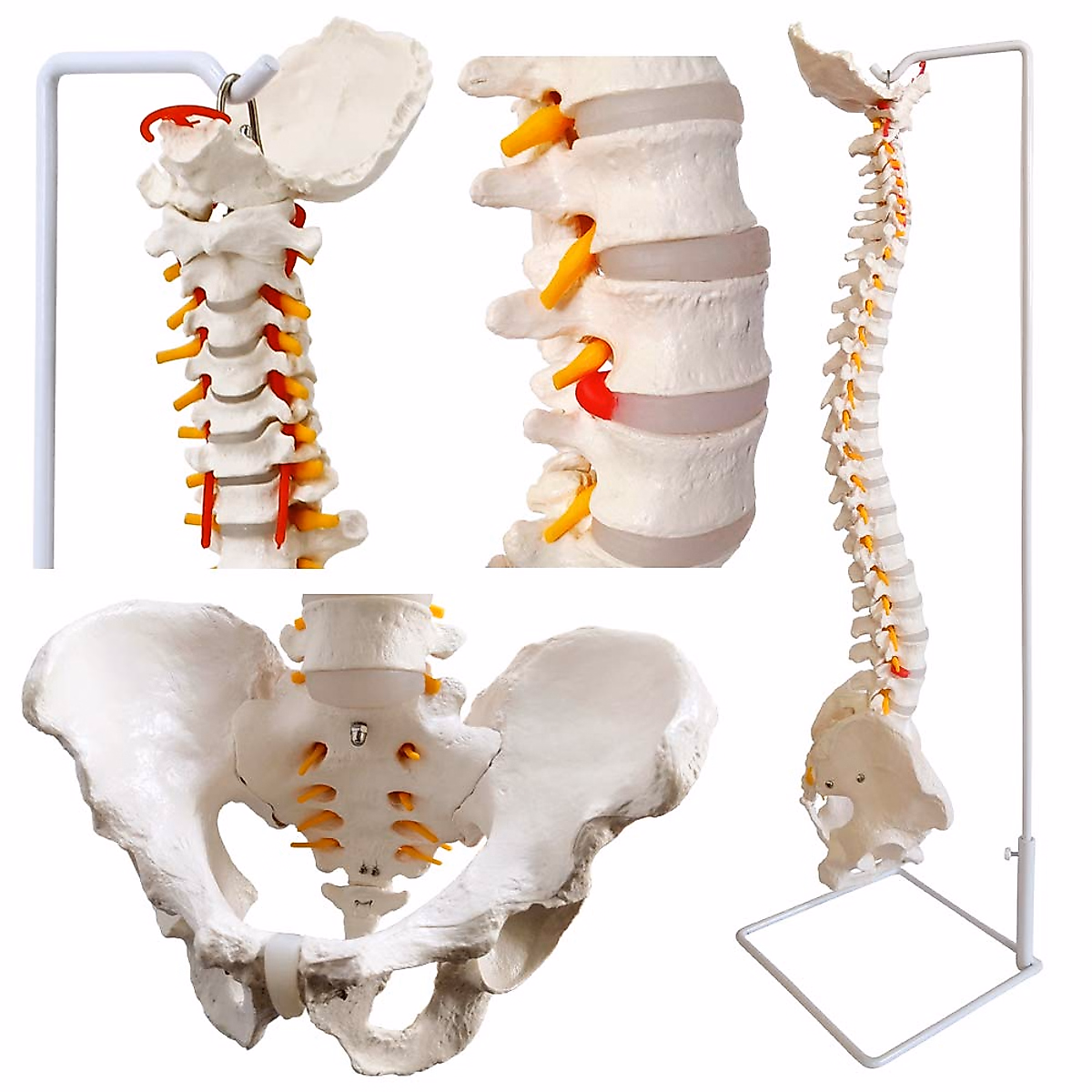 New-Horizon Scientific Spinal Cord Model,Skeleton Model -34" Life Size Spinal Column Model with Vertebrae, Nerves, Arteries, Lumbar Column, and Male Pelvis, Includes Stand (Good After-Sales)