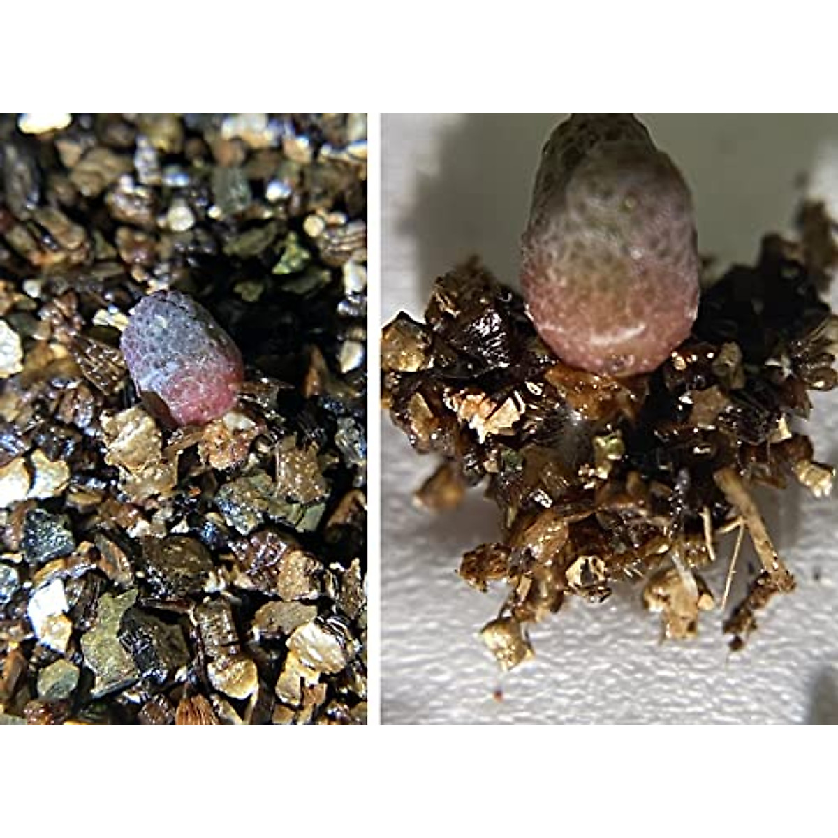 Organic Vermiculite Granules for Plants and Gardening (20 Quarts)