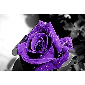 AFLE Purple Rose Poster,Black And White With,Canvas Wall Art For Living Room Decor Aesthetic Vintage Posters & Prints Dorm Poster Girl Wall Decor Canvas Paintings Wall Art Wall,12x18 inches,Unframed