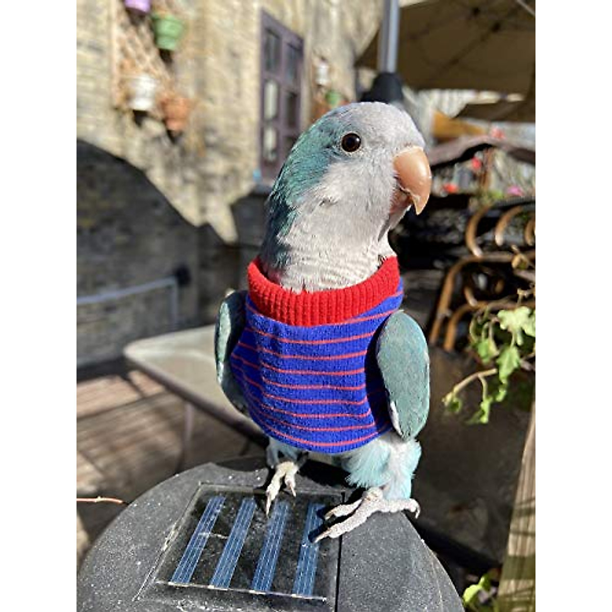 HEZHUO Bird Clothes， Parrot Bird Supplies, Light Flying Clothes, Warm and Comfortable, Tiger Skin, Green Cheek Parrot, Little Sun Parrot, Monk Parrot, Starling, mynah, Senegal Parrot, Mini Macaw (L)