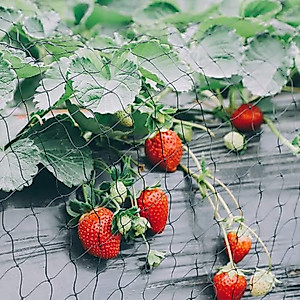 boknight Bird Netting for Garden, 25 X 50 feet Net Netting for Bird Poultry Aviary Heavy Duty Chicken Netting with Ropes& Cable Ties, 2.4 inch Square Mesh Size (25' x 50'-2.4'')