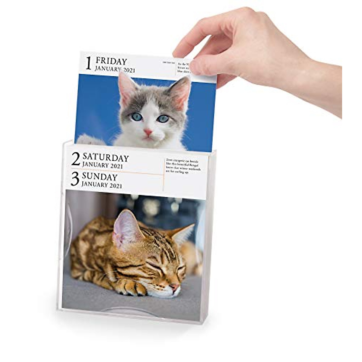 Cat Page-A-Day Gallery Calendar 2021