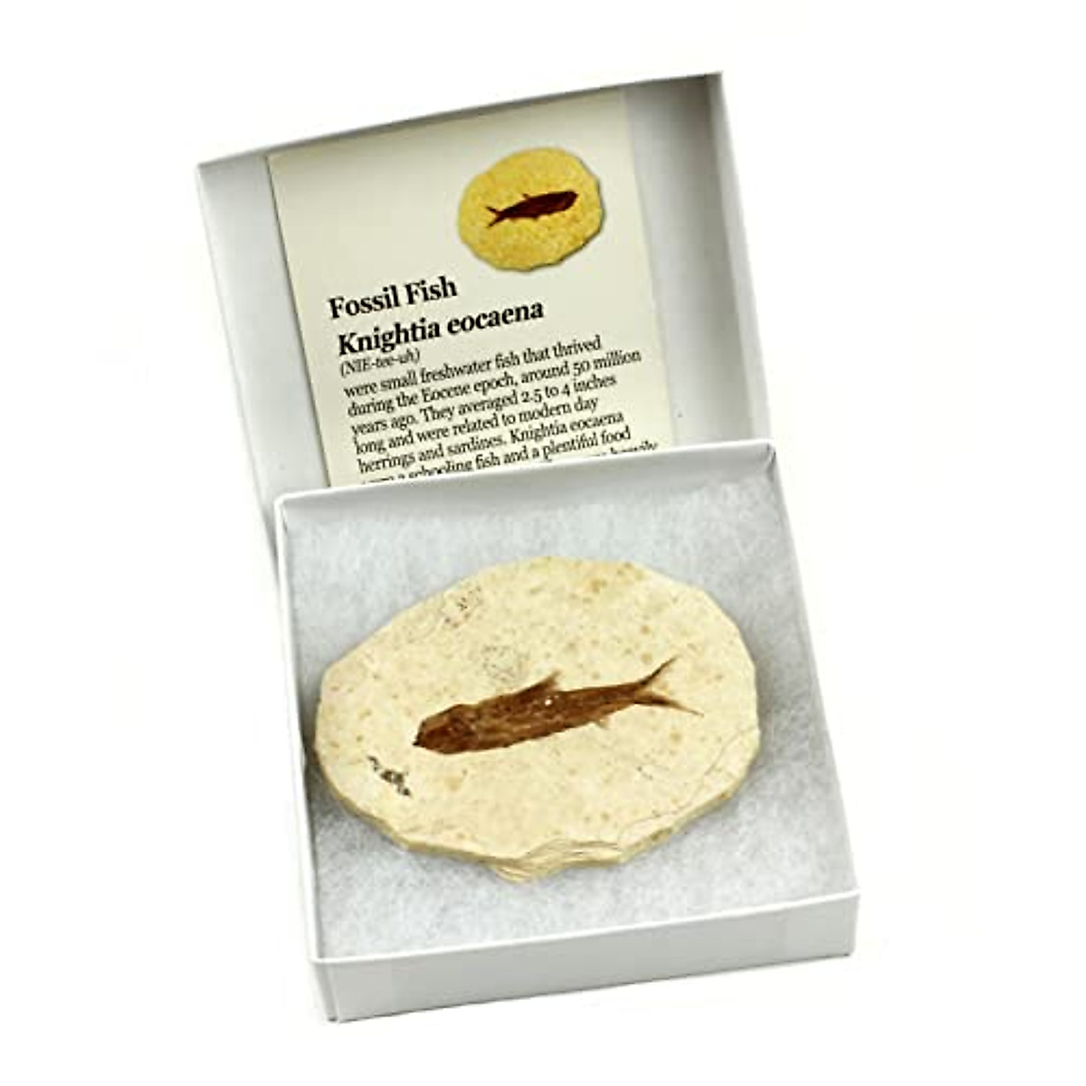 DANCING BEAR Fossil Collection Set, 20 Real Premium Specimens: Trilobite, Ammonite, Fish Fossil, Shark Tooth, Petrified Wood, Dinosaur Bone, Fossil Book, Time Scale, ID Cards, STEM Science Kit