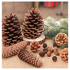 Pine Cones 3.5" to 4.7" Tall Christmas PineCones Giant Large Natural Pinecones for Home Accent Decor, 4 PCS, Bug Free (Large PineCones)