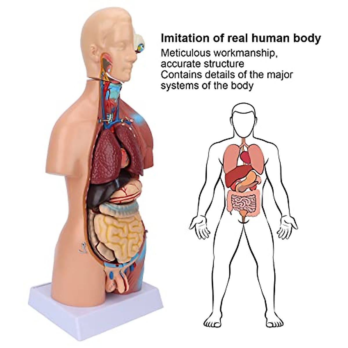 Body Internal Organs Model, Accurate Structure Human Torso Model for Hospital for School