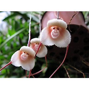 80-Monkey Face Orchid Plant Seeds