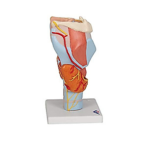 3B Scientific G21 Larynx 2x life size 7-part - 3B Smart Anatomy