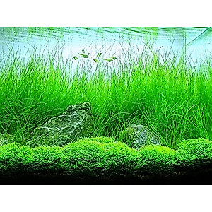 AQUARIUM PLANTS DISCOUNTS Potted Tall Hairgrass by AquaLeaf Aquatics - Easy Aquatic Live Plant