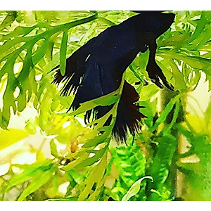 Planterest – Water Wisteria Hygrophila Difformis Bunch Live Aquarium Plant Decorations BUY2GET1FREE