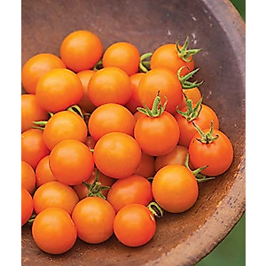 Burpee Sun Gold Hybrid Non-GMO Home Garden | Sweet Orange Cherry Tomatoes | Best Vegetable Planting, 30 Seeds