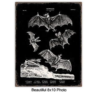 Black Bats Gothic Wall Decor - Vintage Retro Wall Art & Decor - Room or Home Decor - Hipster decoration - Horror Vampire bat Gift - Creepy Scary Anatomical Picture Poster print Set 8x10 UNFRAMED