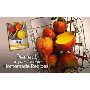 Beet Seeds for Planting Golden Detroit Heirloom Non-GMO Golden Beets Plant Seeds for Home Garden Vegetables Makes a Great Gift for Gardeners by Gardeners Basics