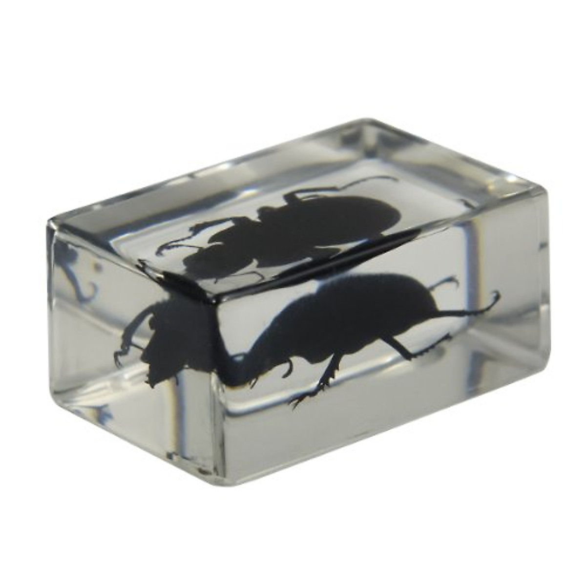 Celestron 44407 3D Bug Specimen Kit #1 (Black, Brown, Yellow)