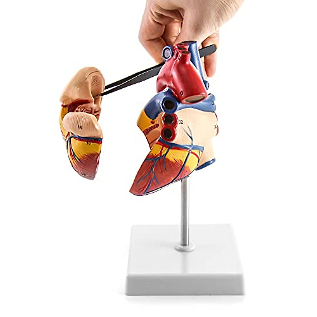 QWORK Human Heart Model, Anatomically Accurate Numbered 2-Part Life Size Heart Medical Model with 34 Anatomical Structures, Held Together with Magnets on Base