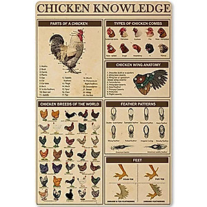 Chicken Knowledge Metal Tin Sign Chicken Breeds of The World Infographics Retro Poster Plaque for Club Cafe Bar Home Kitchen Wall Decoration 8x12 Inches