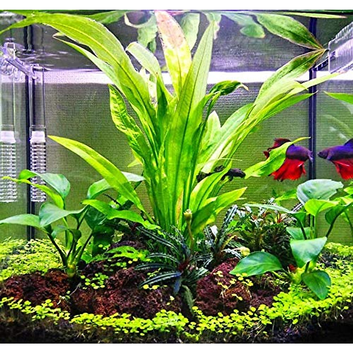Planterest – Amazon Sword Bundle Medium Easy Background Live Aquarium Plant Decorations BUY2GET1FREE