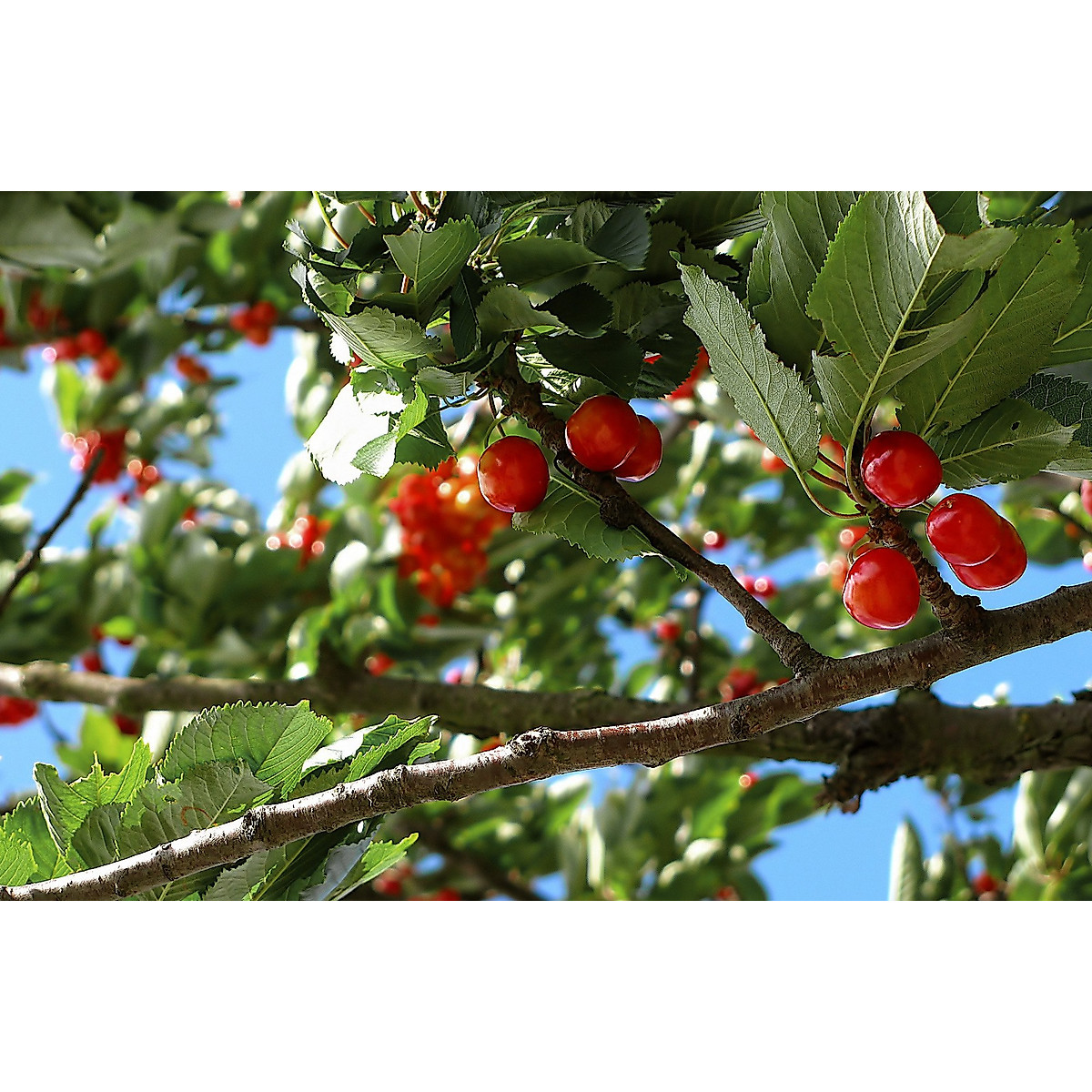 Coffee Fruit Tea - Cascara - superfood with antioxidants - 1lb - WHOLE DRIED COFFEE FRUIT for cold or hot brew - by Twin Engine Coffee