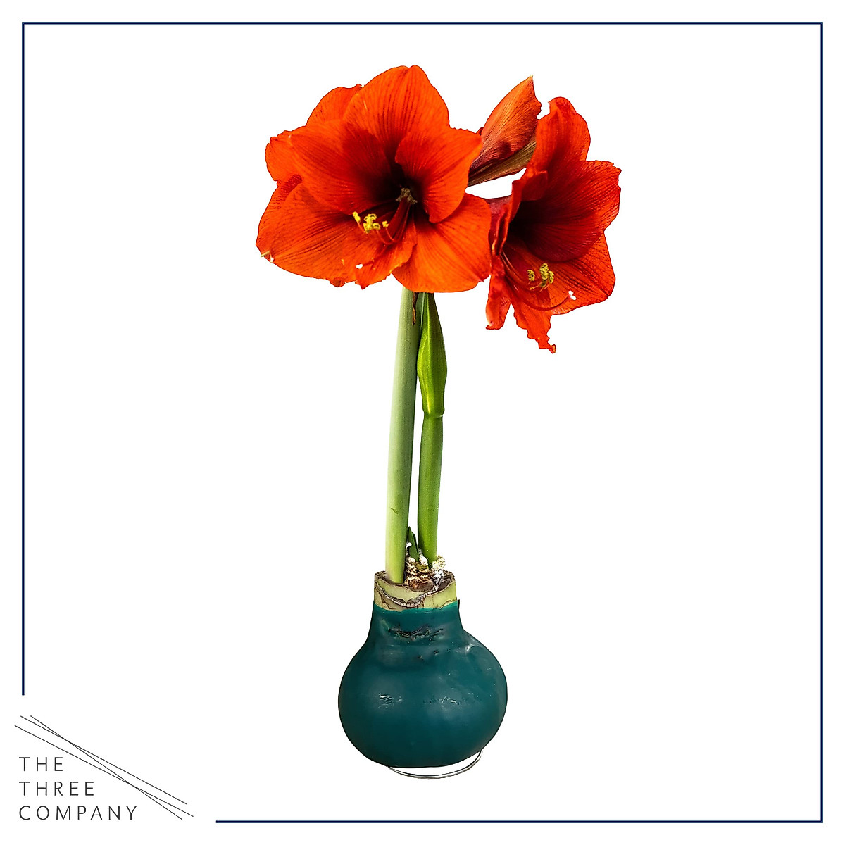 Waxed Amaryllis Bulb - Green - Easy Care - No Watering Needed - Beautiful Holiday Décor
