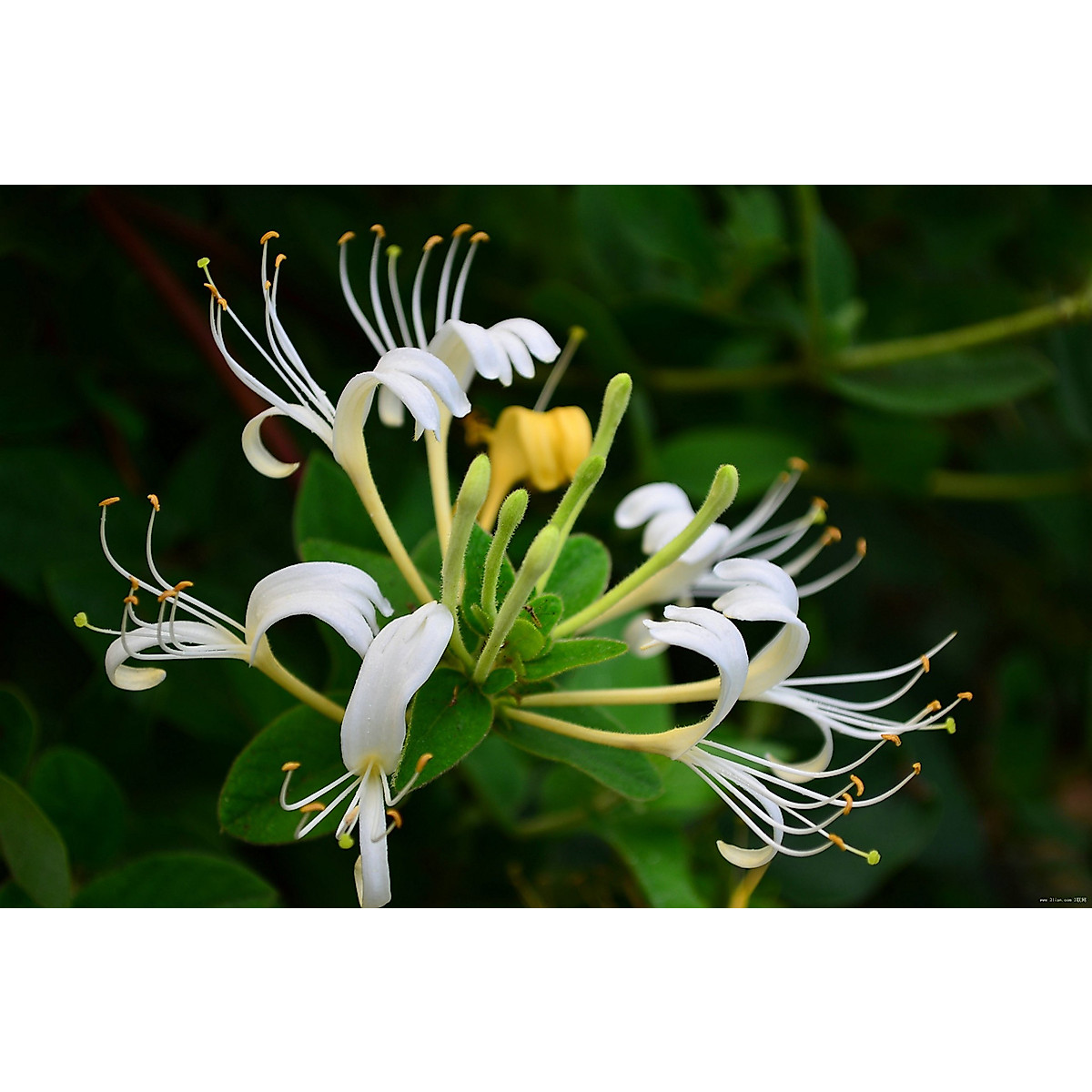 Japanese Honeysuckle Lonicera Japonica Live Plant in 4" Pot with Soil