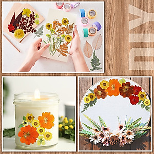 Pressed Flowers Bulk Dried Flower for Resin Mold, Dried Flower Leave Natural with Tweezer for Crafts Christmas DIY Gift Scrapbooking(Graceful Style)