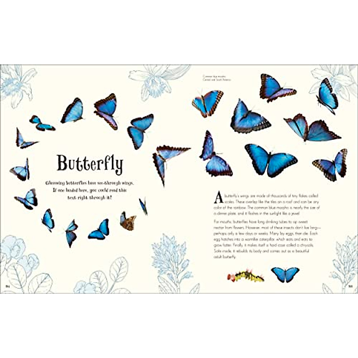 An Anthology of Intriguing Animals (DK Children's Anthologies)