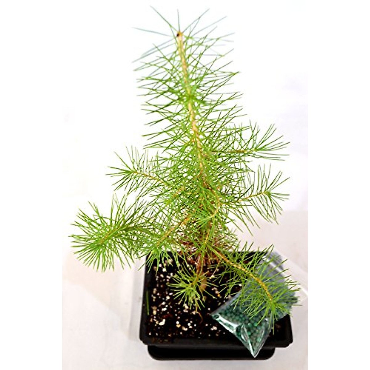 9GreenBox - Japanese Black Pine Bonsai with Water Tray and Fertilizer