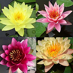 Pre-Grown Hardy Water Lily Tuber (Top 4 IWGS Award) Aquatic Pond Plant Garden Assorted Free Fertilizer Supplies