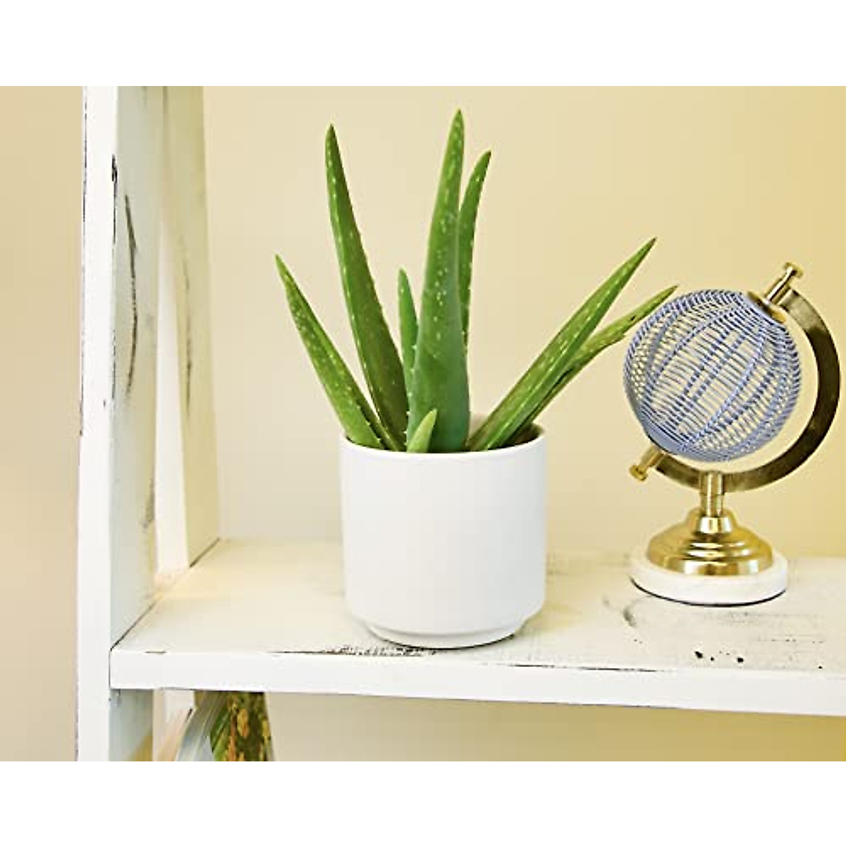 Aloe Vera Plant Live Succulent Plants, Live Aloe Vera Plant Succulents, Live Aloe Plant in Aloe Plant Pot, Aloe Plants Live Indoor Plants, Live Aloe Vera Plant Indoor House Plants by Plants for Pets