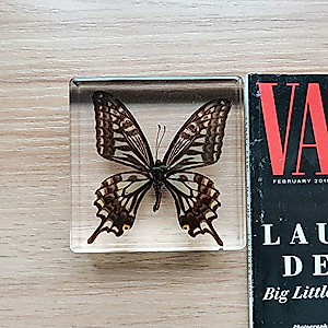 Real Butterfly Insect Specimens In Resin Paperweight Crafts, Animal Taxidermy Collection for Science Education & Desk Ornament (Butterfly-03)