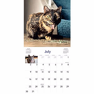 Cats on Catnip Wall Calendar 2023: A Year of Cats Living the High Life and Feeling Niiiiice