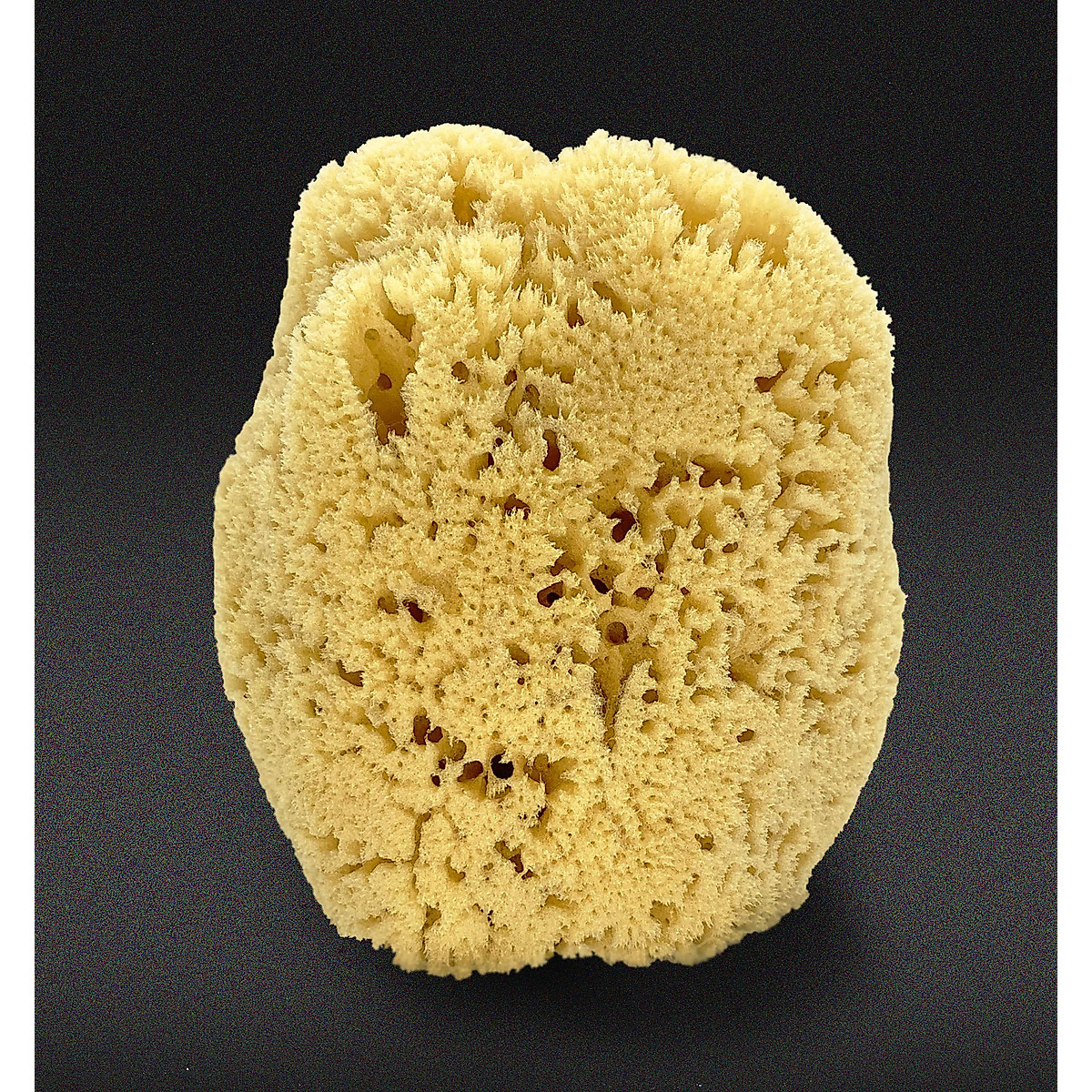 Real Sea Sponge for Men - Extra Large 6"-7", Totally Natural, Kind on Skin for an Invigorating Shower, Supplied in Breathable Mesh Bag. Great for The Gym, Grooming, Bath & Body Gift by Constantia Man