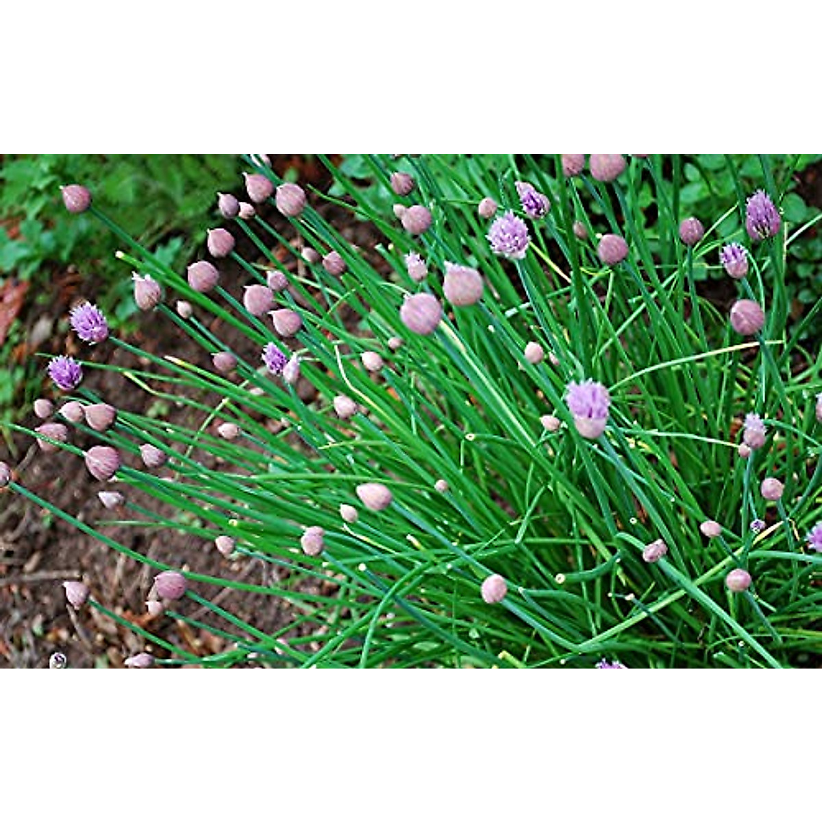 Chives Allium Schoenoprasum Wild Onion Wild Garlic Herb Garden Seeds for Planting About 100 Seeds