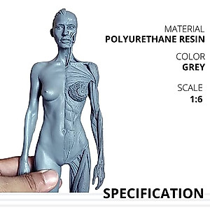 Male&Female Human Anatomy Figure Ecorche and Skin Model Lab Supplies, Anatomical Reference for Artists (Gray)
