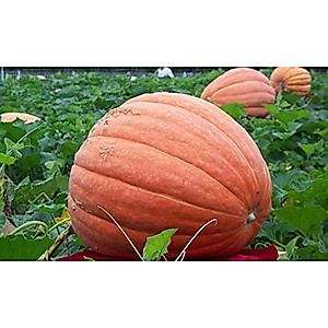 Window Garden - Pumpkin Vegetable Starter Kit - Grow Your Own Food. Germinate Seeds on Your Windowsill Then Move to a Patio Planter or Vegetable Patch. Mini Greenhouse System - Easy. (Pumpkin)