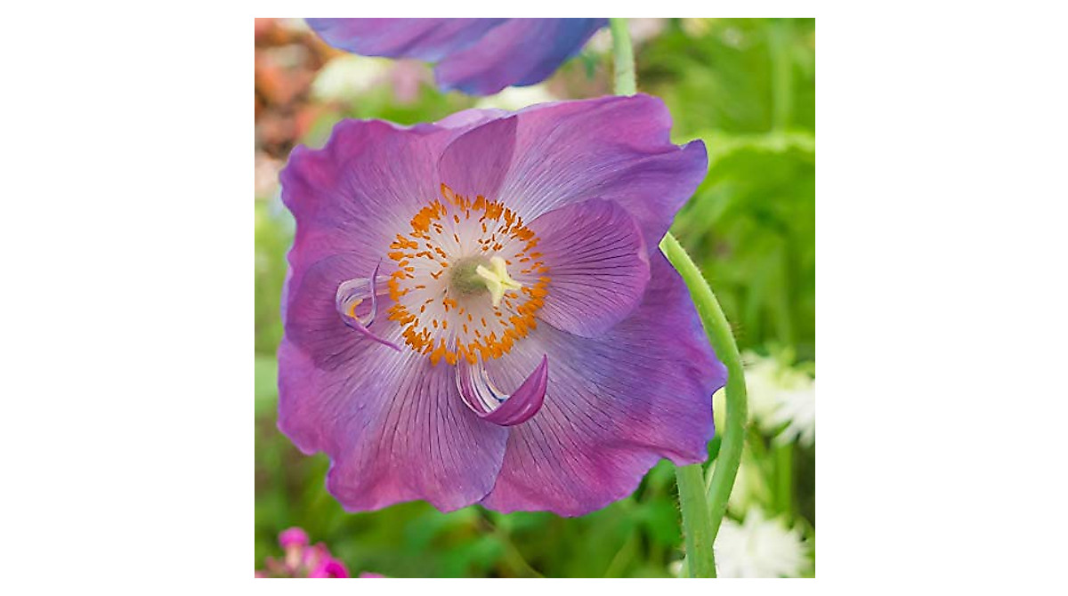 Outsidepride Himalayan Violet Poppy Seeds | Perennial Blooms