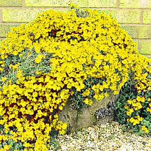 2000+ Yellow Creeping Thyme Seeds for Planting Thymus Serpyllum - Heirloom Ground Cover Plants Easy to Plant and Grow - Open Pollinated