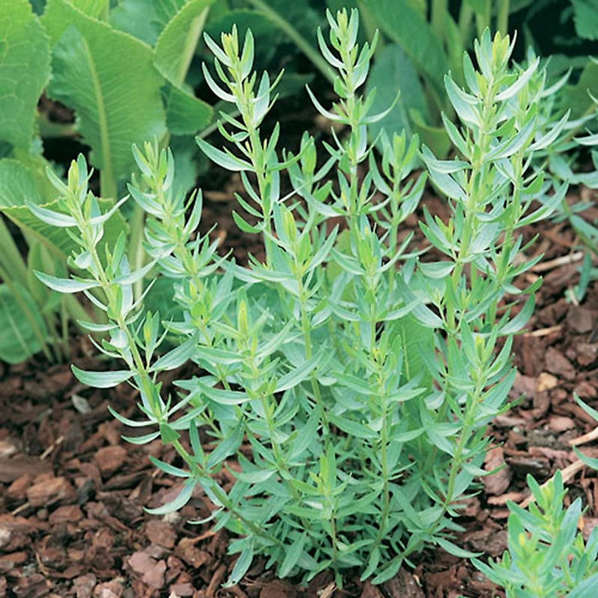 French Tarragon Plant Live, Tarragon Herbs in 3.5 Inc Pot Planting Ornaments Perennial Garden Simple to Grow Pots Gifts