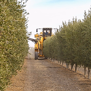 LA PANZA California Extra Virgin Olive Oil, Premium Cold Pressed EVOO, Award Winning, Outlaw Blend (Fiery & Peppery, 17.5 fl oz, 500ml Ceramic Stone Bottle)